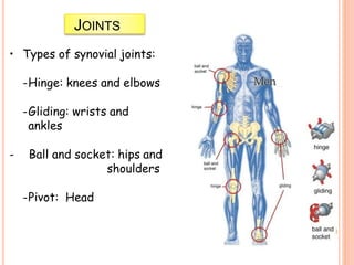 The Musculoskeletal system | PPTX