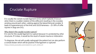 The Musculoskeletal System | PPT