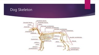 The Musculoskeletal System | PPTX