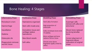 The Musculoskeletal System | PPTX