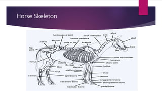 The Musculoskeletal System | PPTX