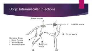 Intramuscular Injection Sites In Dogs