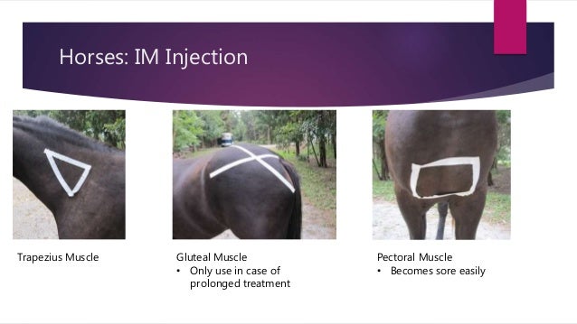 The Musculoskeletal System