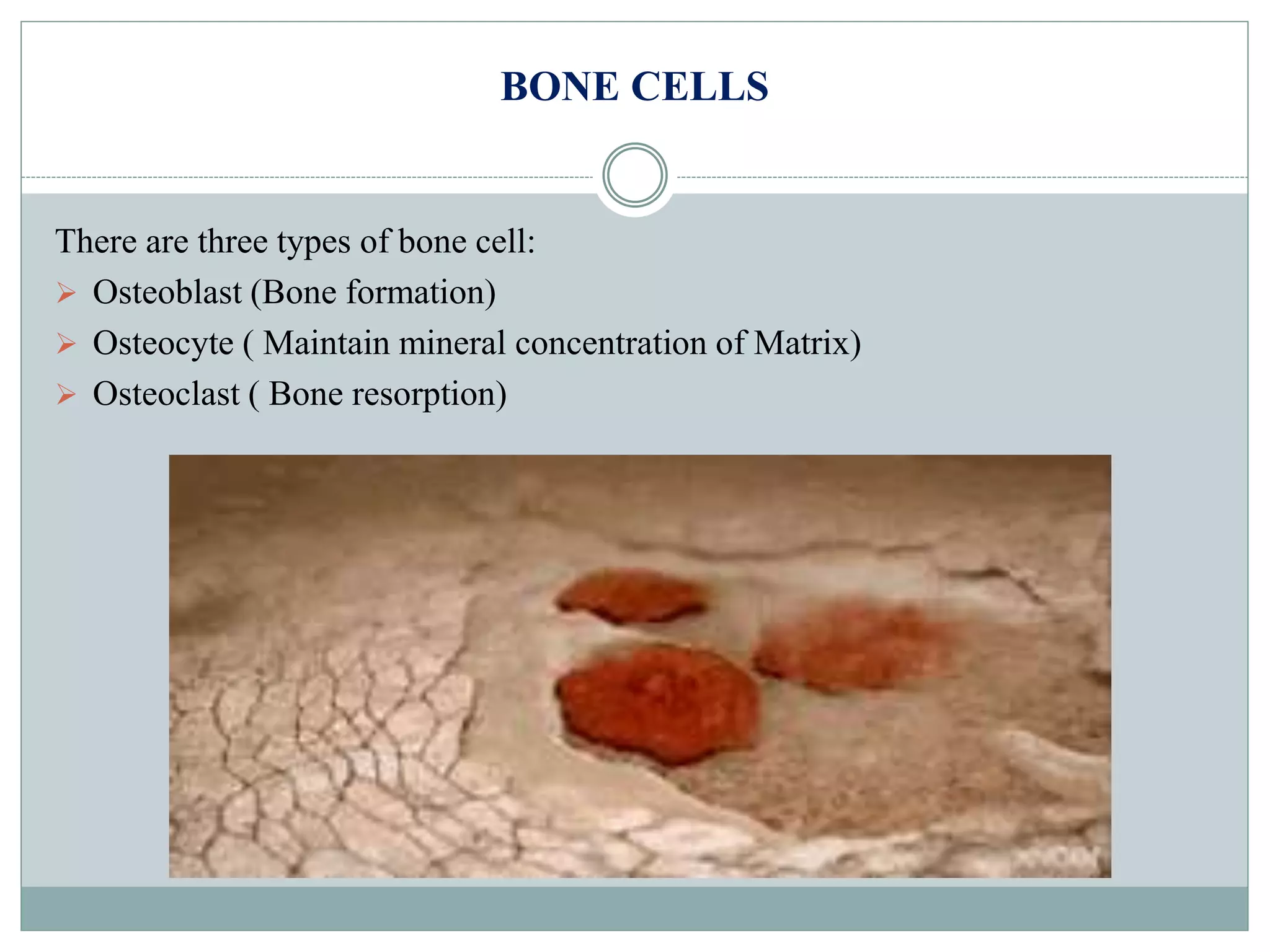 The musculoskeletal system Anatomy and physiology | PPTX
