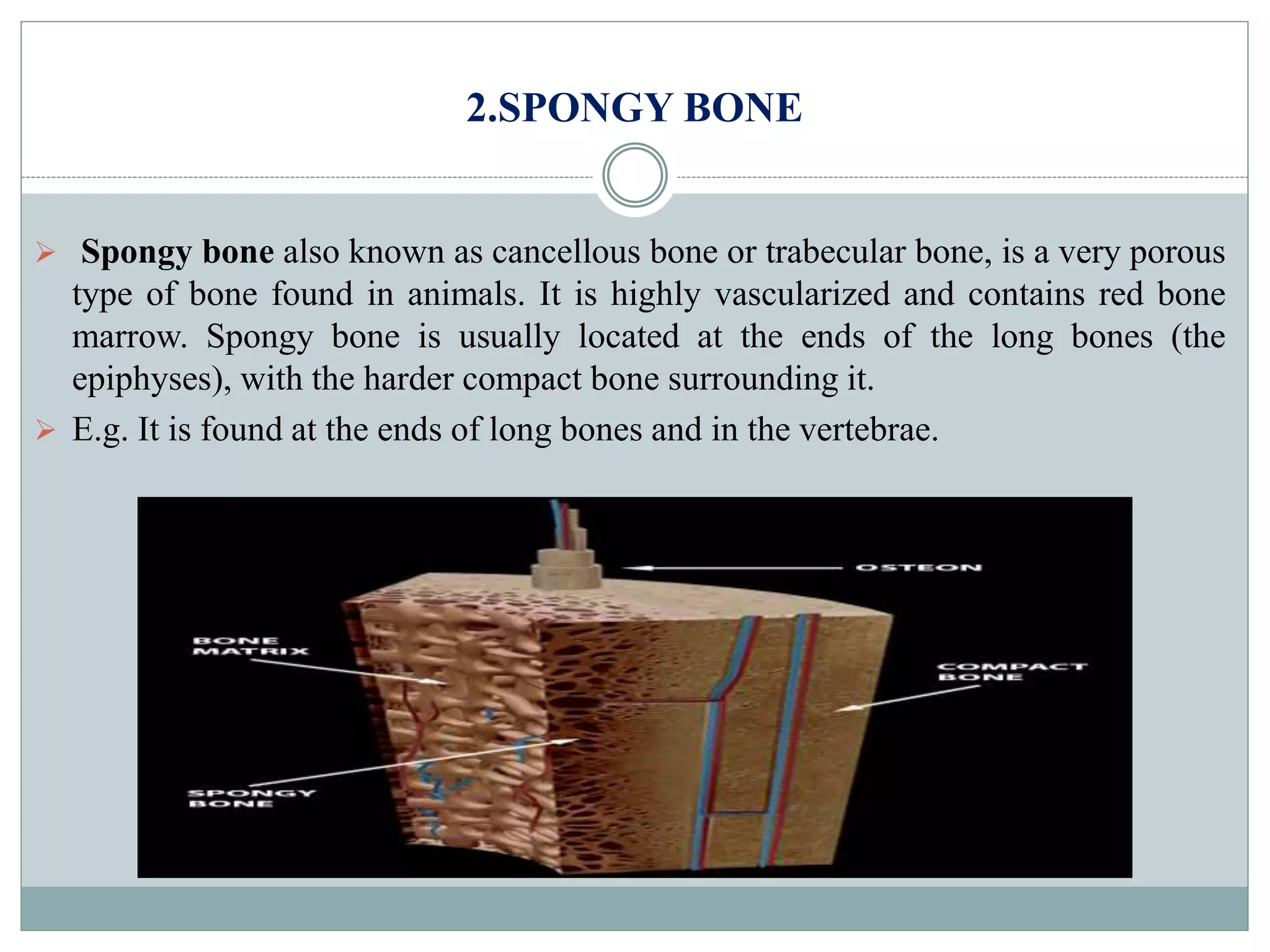 The musculoskeletal system Anatomy and physiology | PPTX