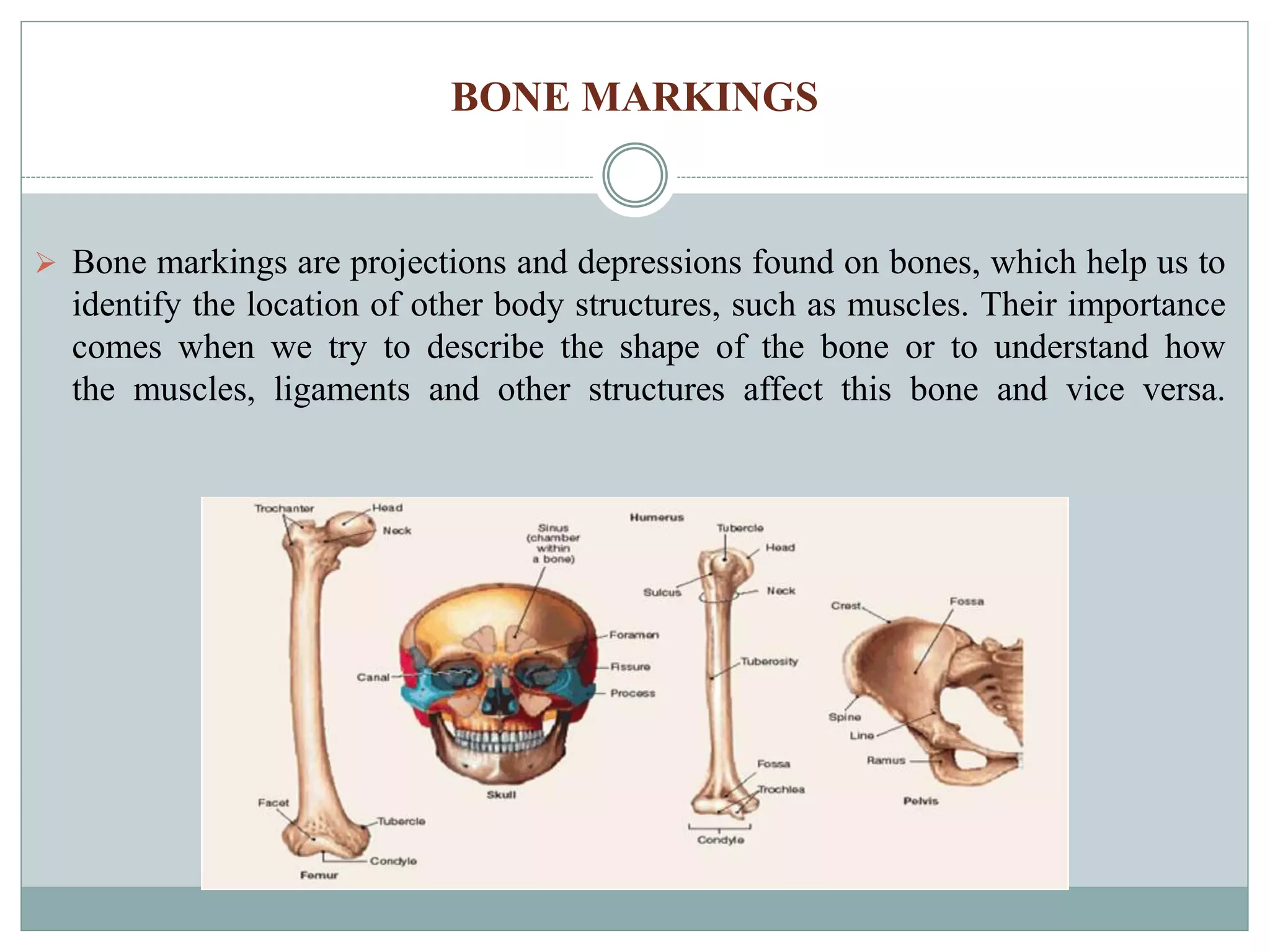 The musculoskeletal system Anatomy and physiology | PPTX