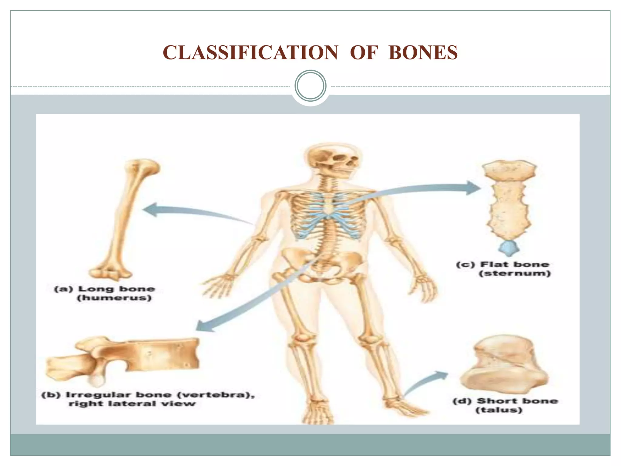 The musculoskeletal system Anatomy and physiology | PPTX