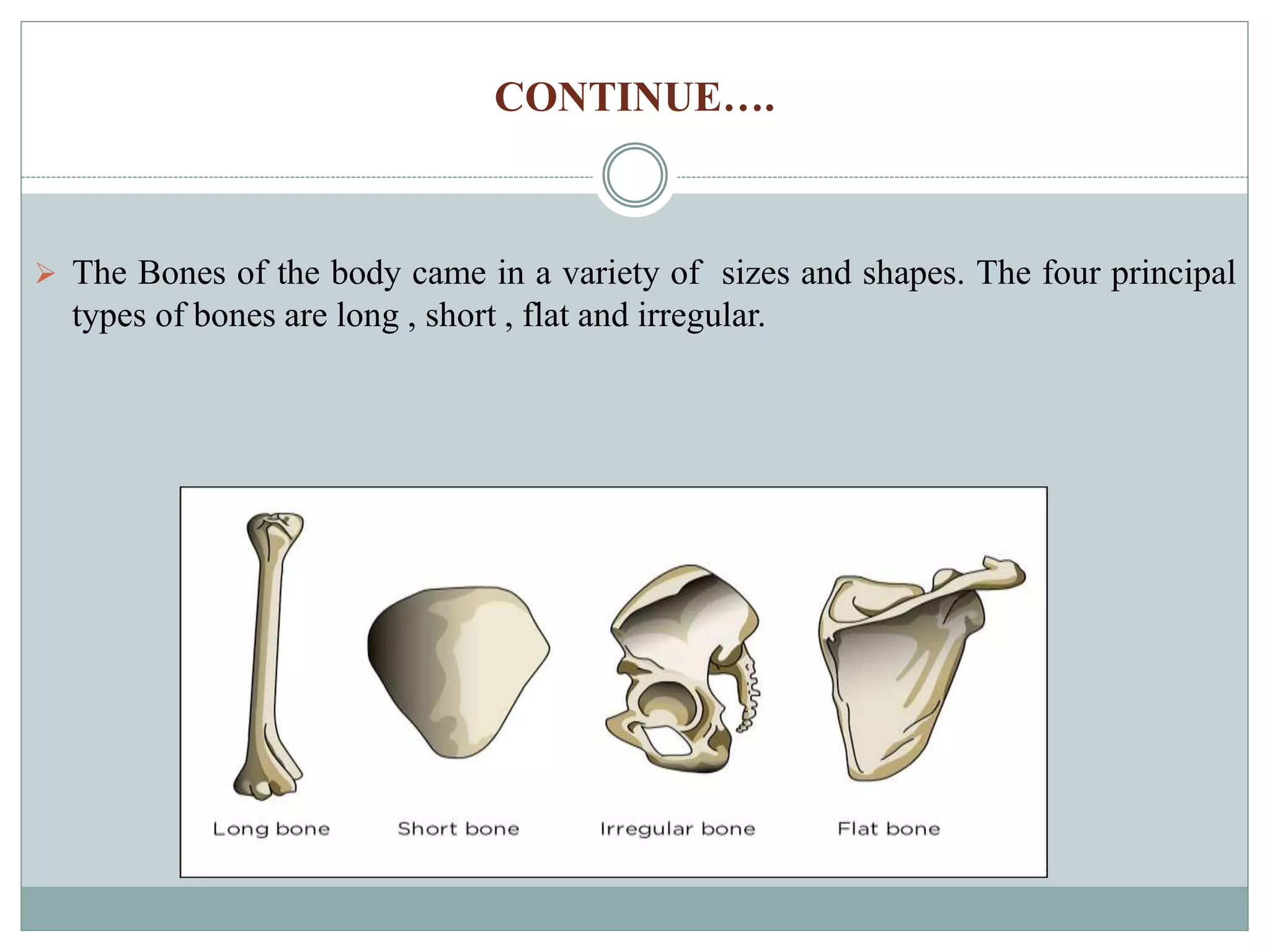 The musculoskeletal system Anatomy and physiology | PPTX