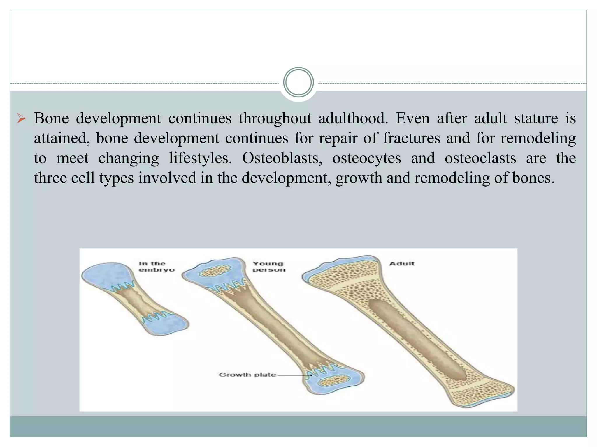 The musculoskeletal system Anatomy and physiology | PPTX