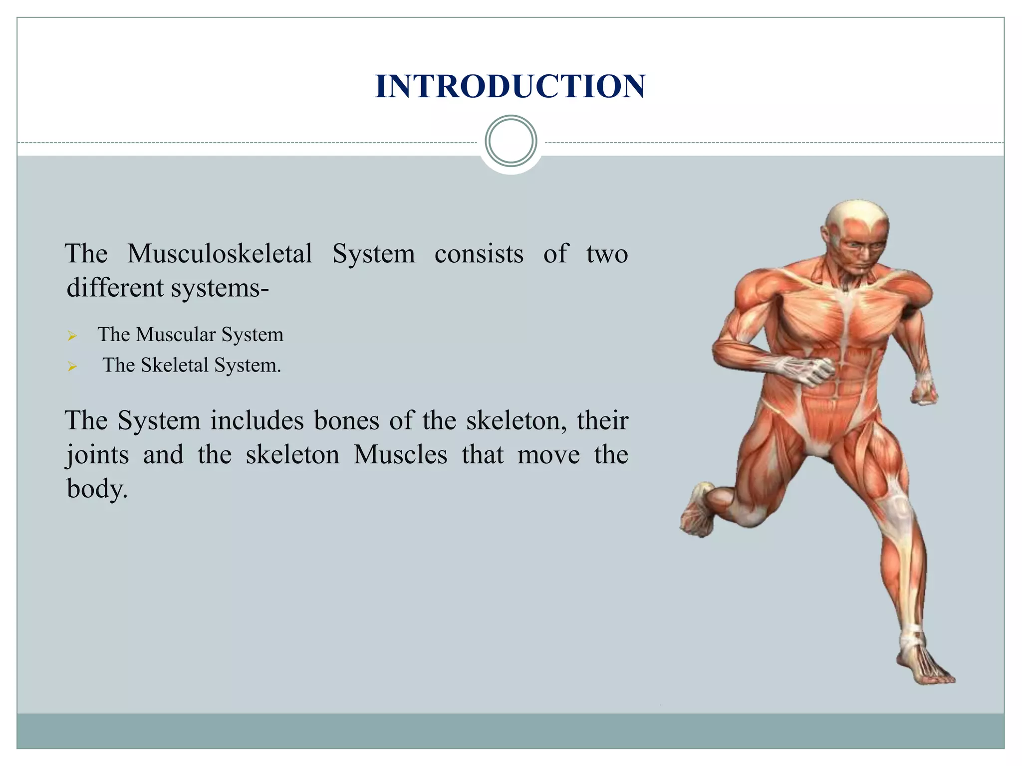 The musculoskeletal system Anatomy and physiology | PPTX