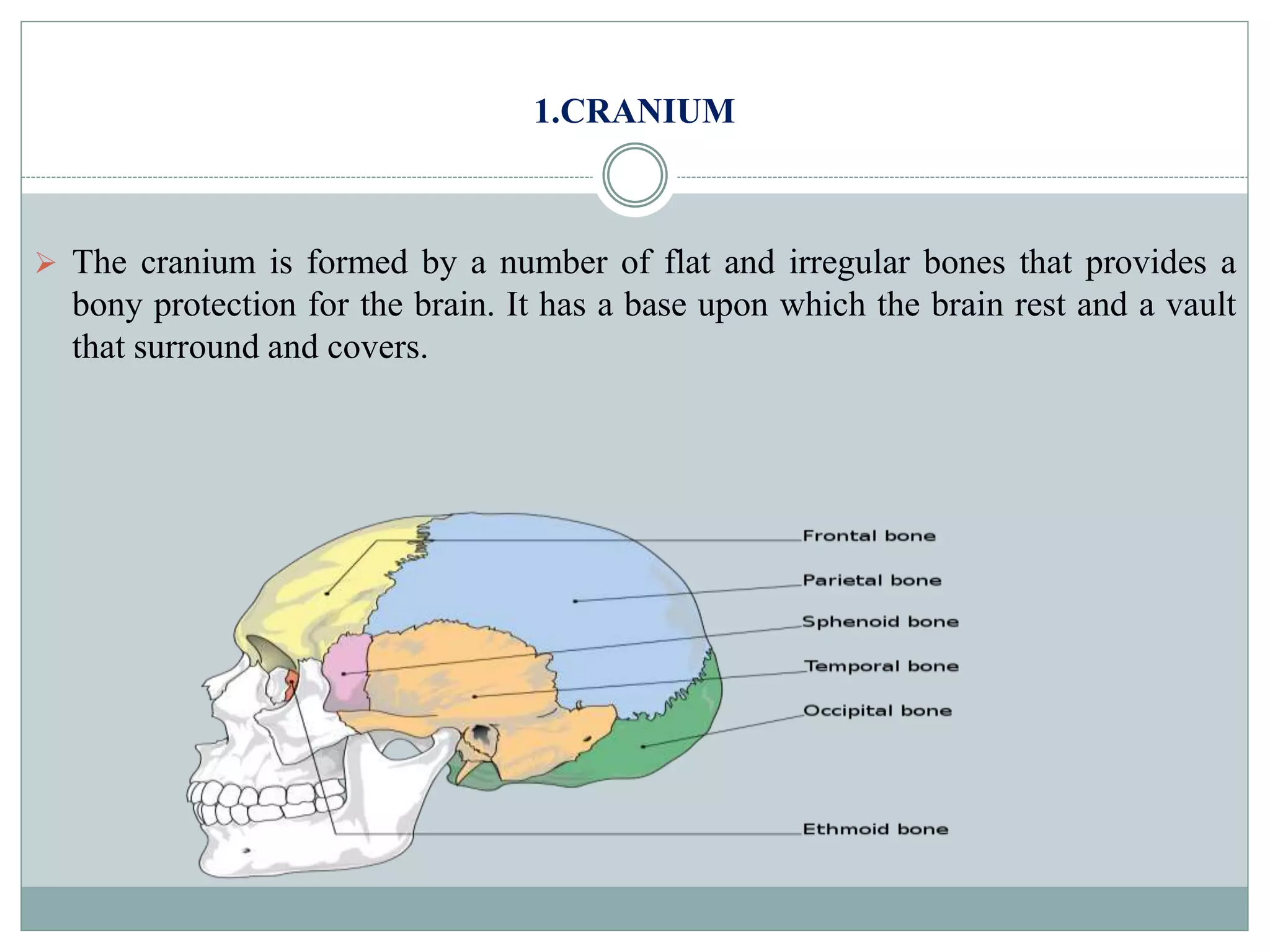 The musculoskeletal system Anatomy and physiology | PPTX