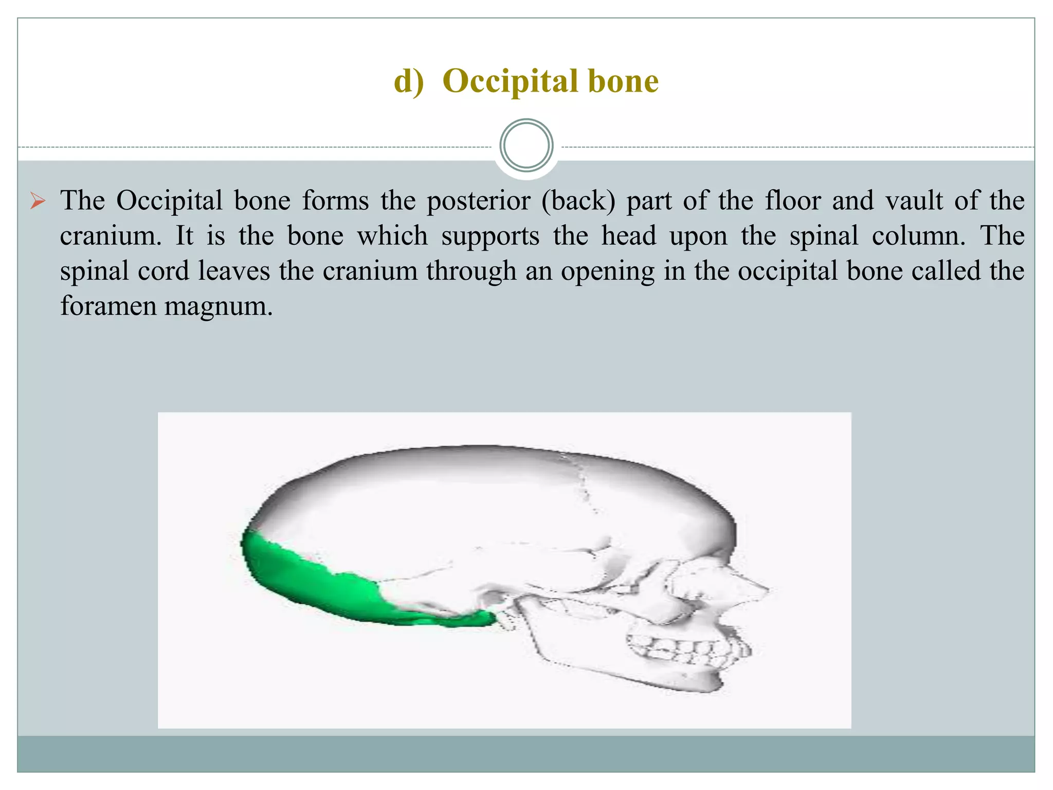 The musculoskeletal system Anatomy and physiology | PPTX