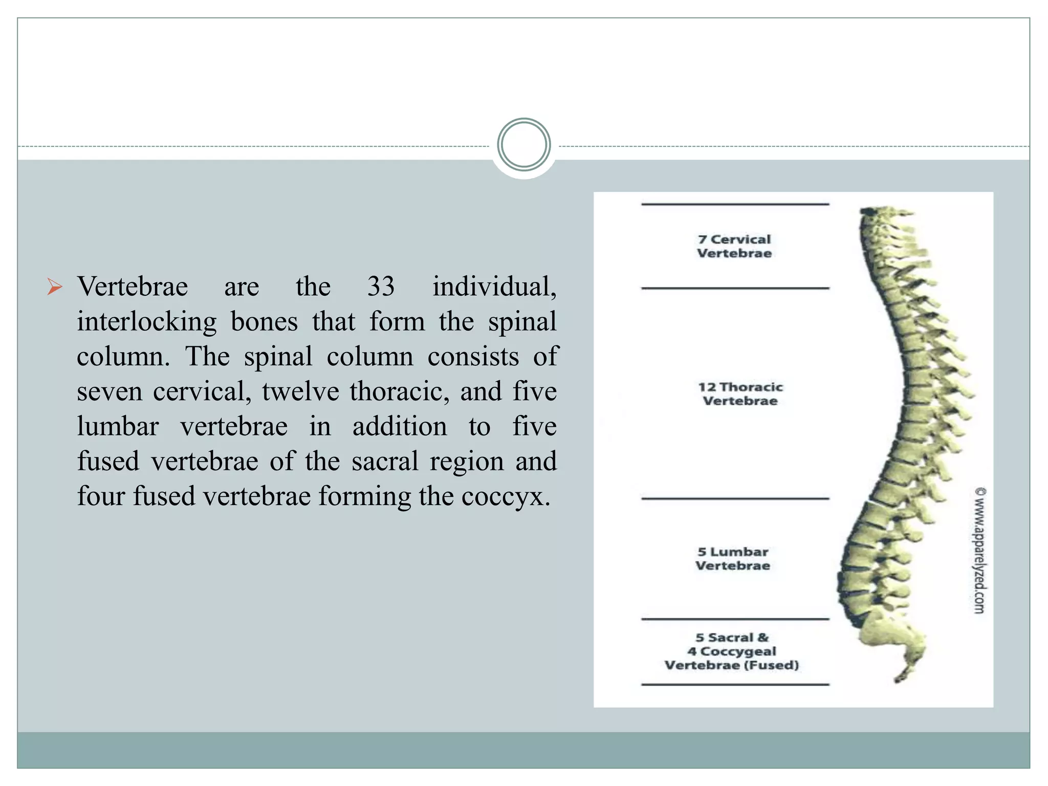 The musculoskeletal system Anatomy and physiology | PPTX