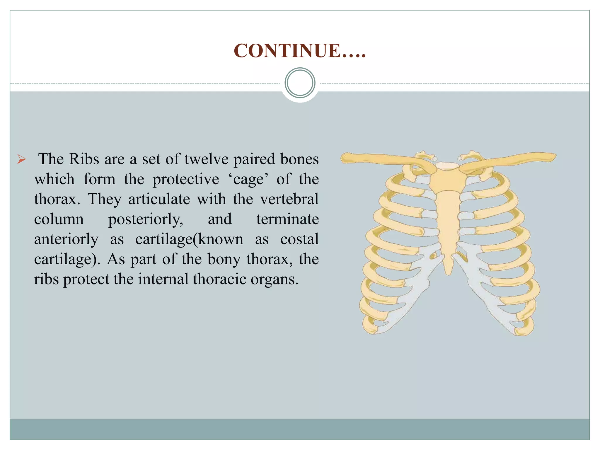 The musculoskeletal system Anatomy and physiology | PPTX
