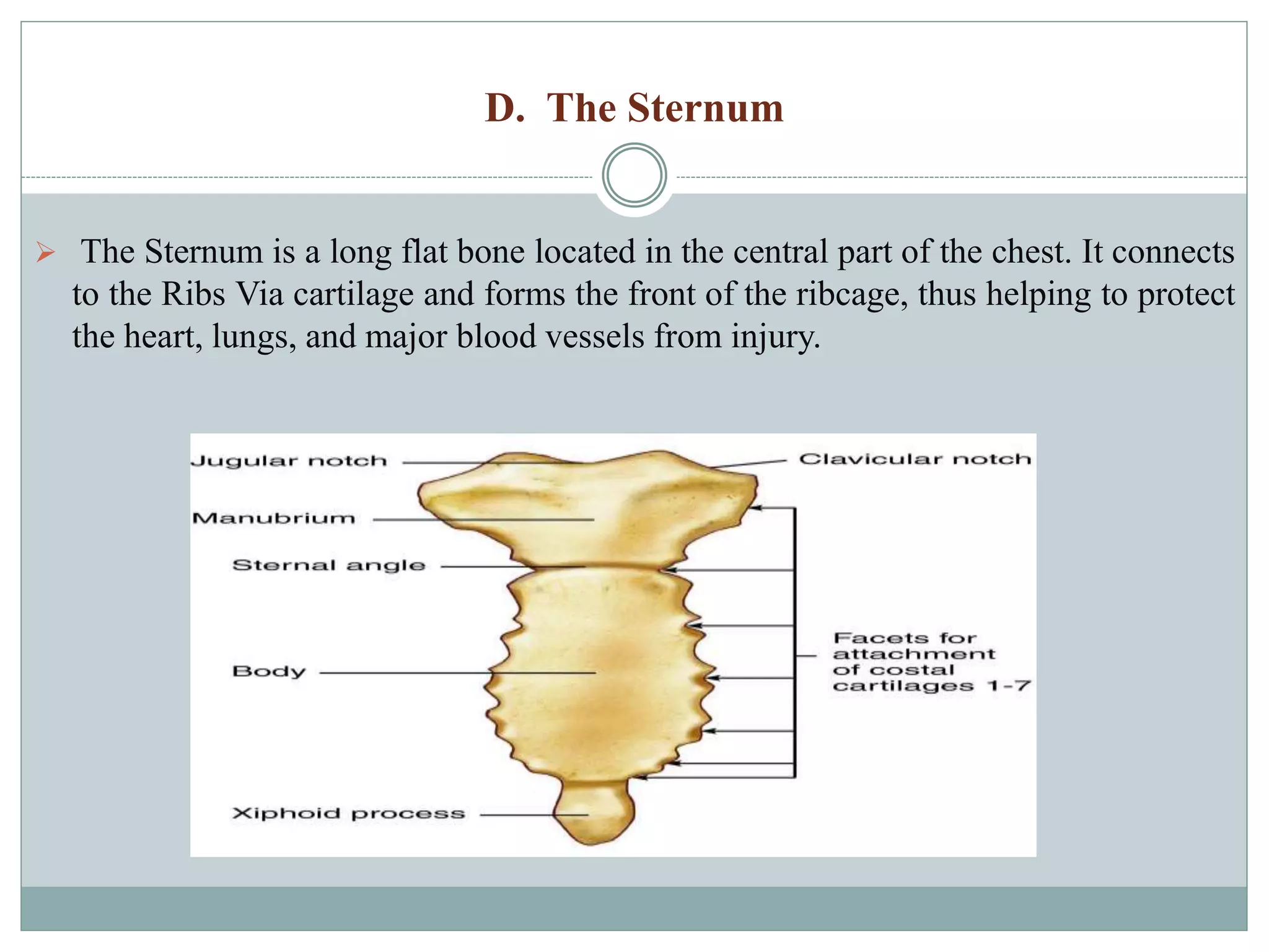 The musculoskeletal system Anatomy and physiology | PPTX