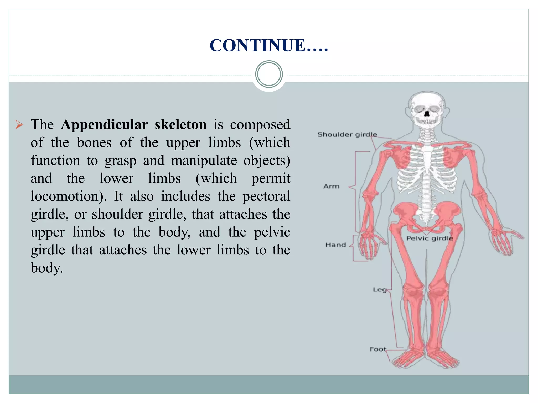The musculoskeletal system Anatomy and physiology | PPTX