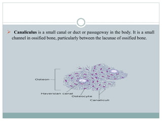 The musculoskeletal system Anatomy and physiology | PPTX
