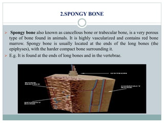 The musculoskeletal system Anatomy and physiology | PPTX