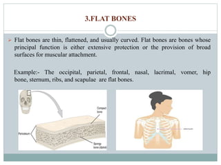 The musculoskeletal system Anatomy and physiology | PPTX