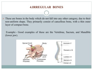 The musculoskeletal system Anatomy and physiology | PPTX