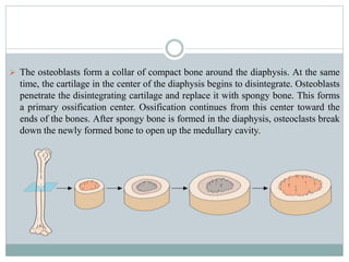 The musculoskeletal system Anatomy and physiology | PPTX