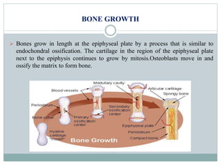 The musculoskeletal system Anatomy and physiology | PPTX