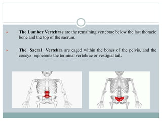 The musculoskeletal system Anatomy and physiology | PPTX