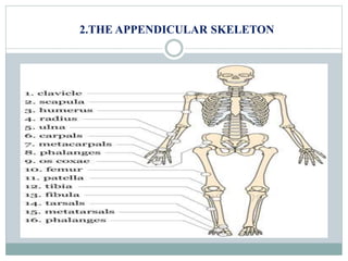 The musculoskeletal system Anatomy and physiology | PPTX