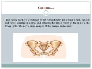 The musculoskeletal system Anatomy and physiology | PPTX