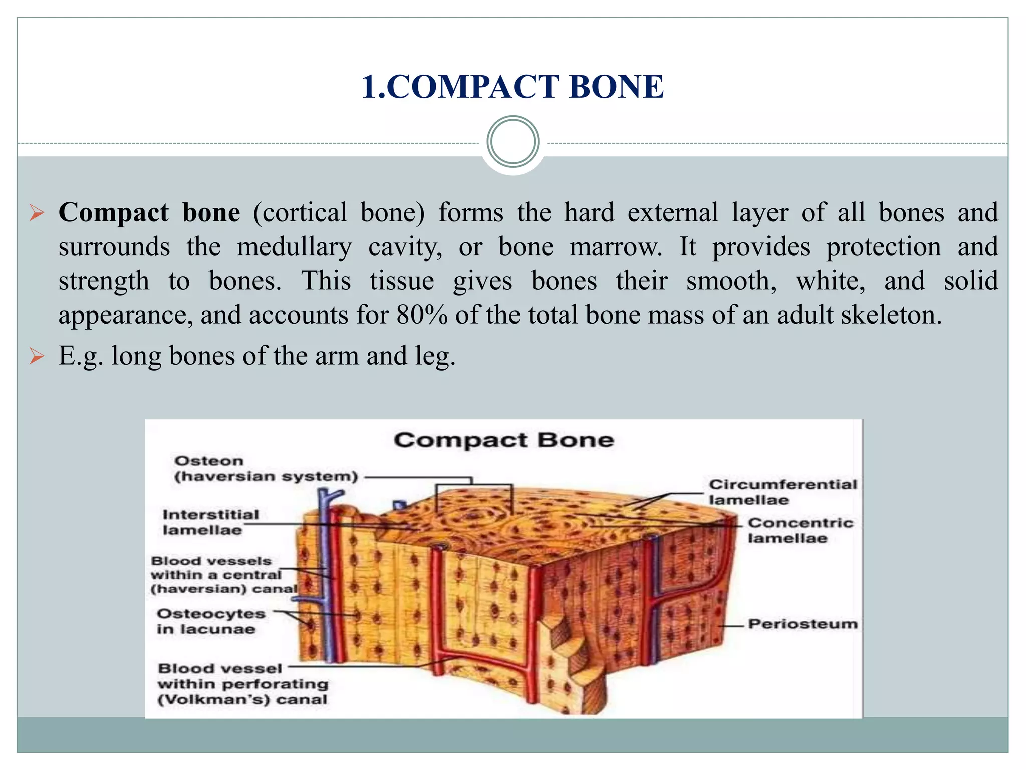 Anatomy and Physiology on the musculoskeletal system | PPTX