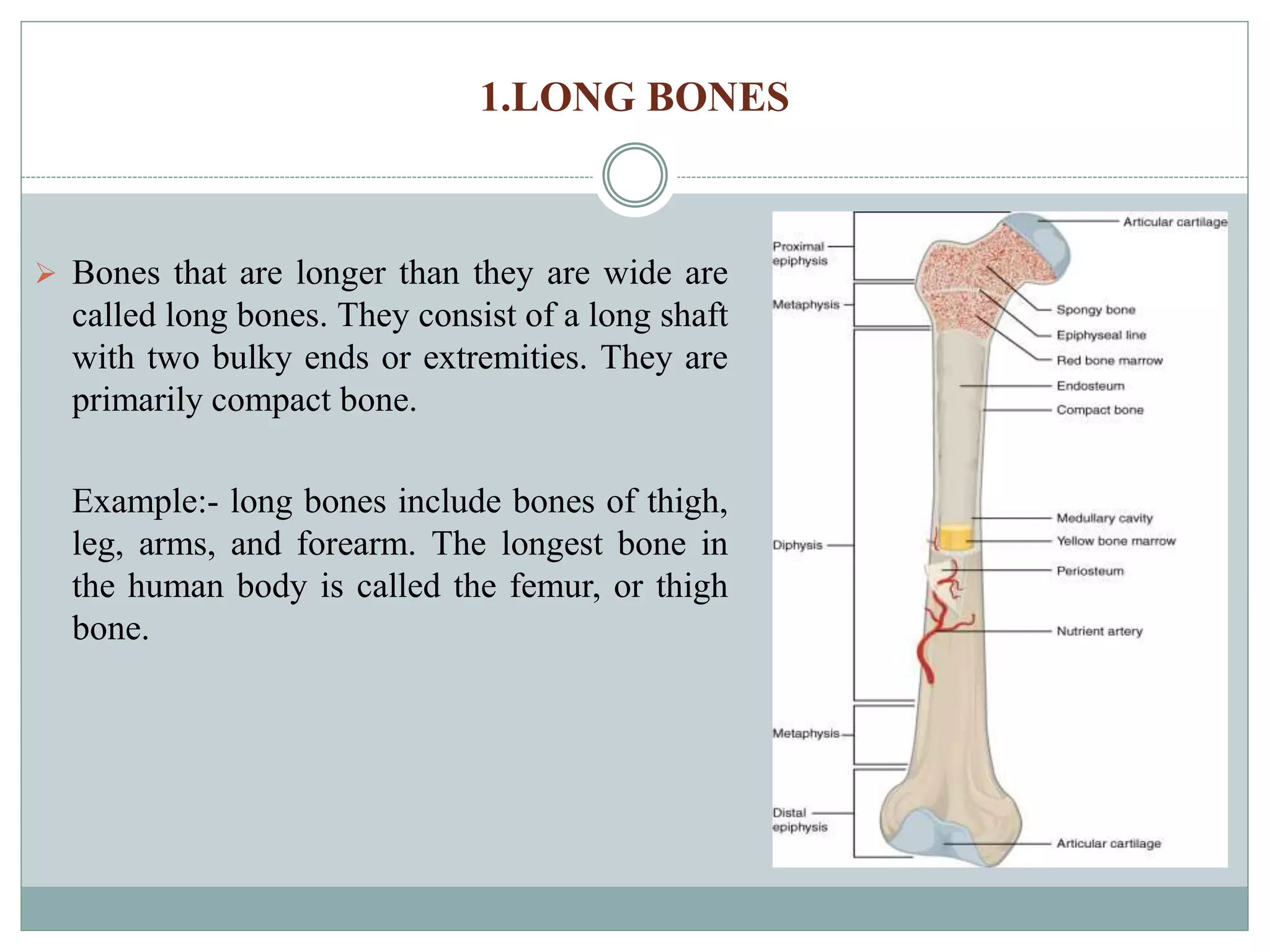 Anatomy and Physiology on the musculoskeletal system | PPTX