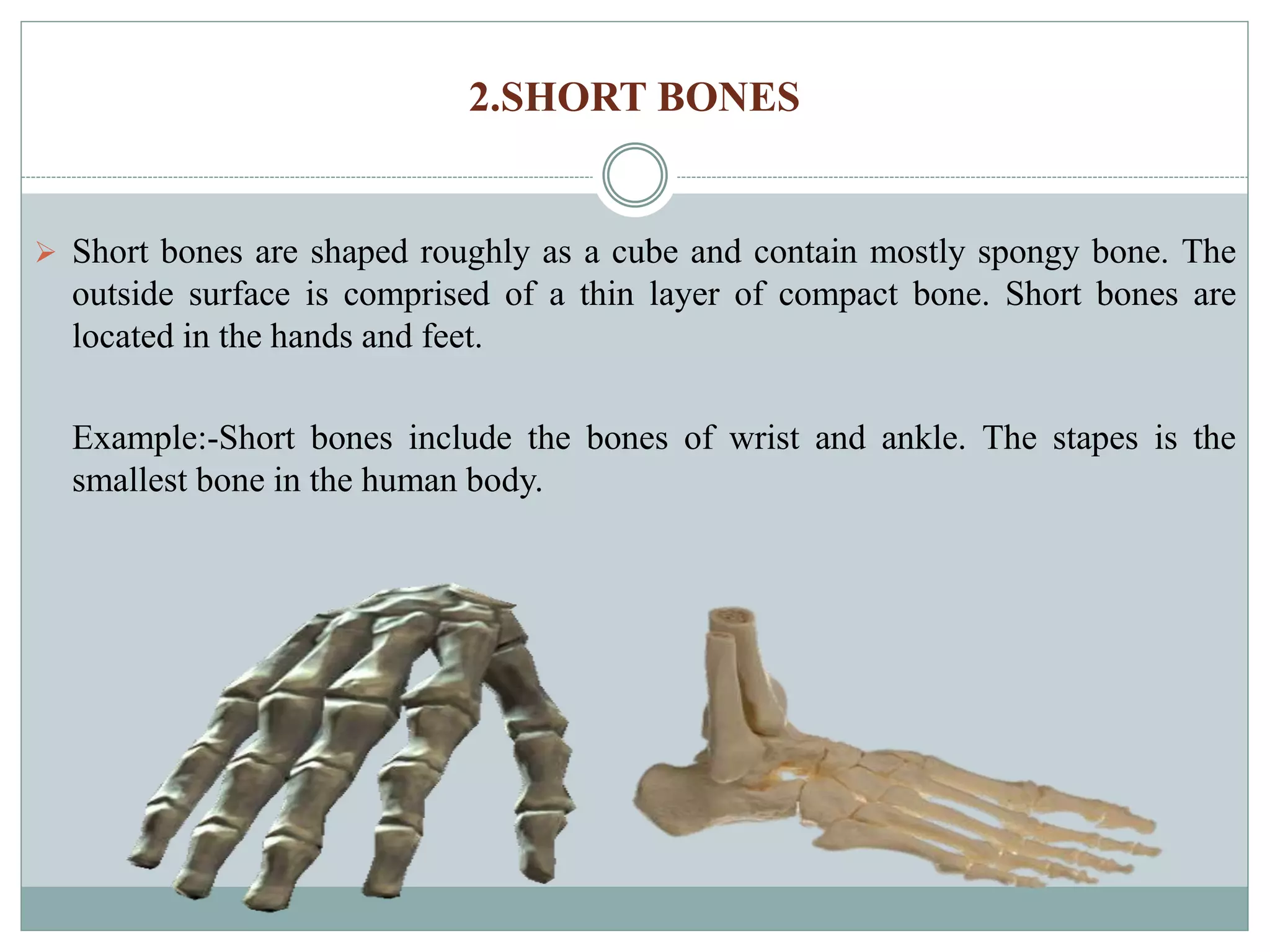Anatomy and Physiology on the musculoskeletal system | PPTX