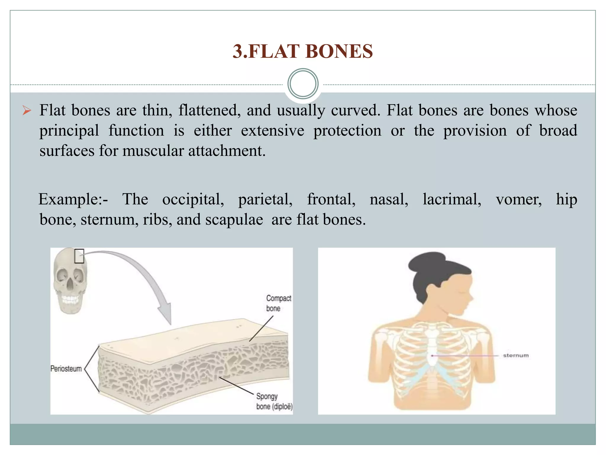 Anatomy and Physiology on the musculoskeletal system | PPTX