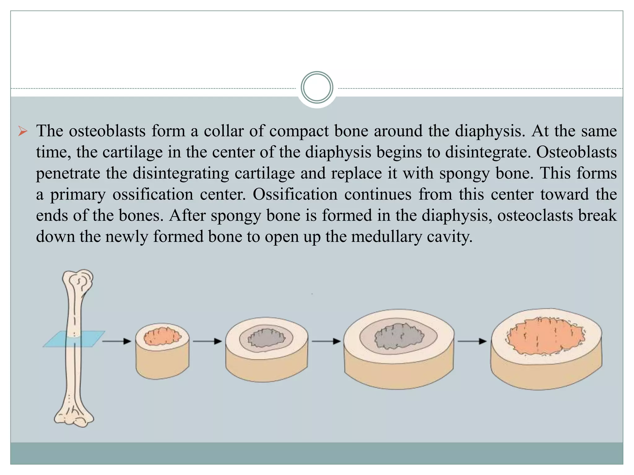 Anatomy and Physiology on the musculoskeletal system | PPTX