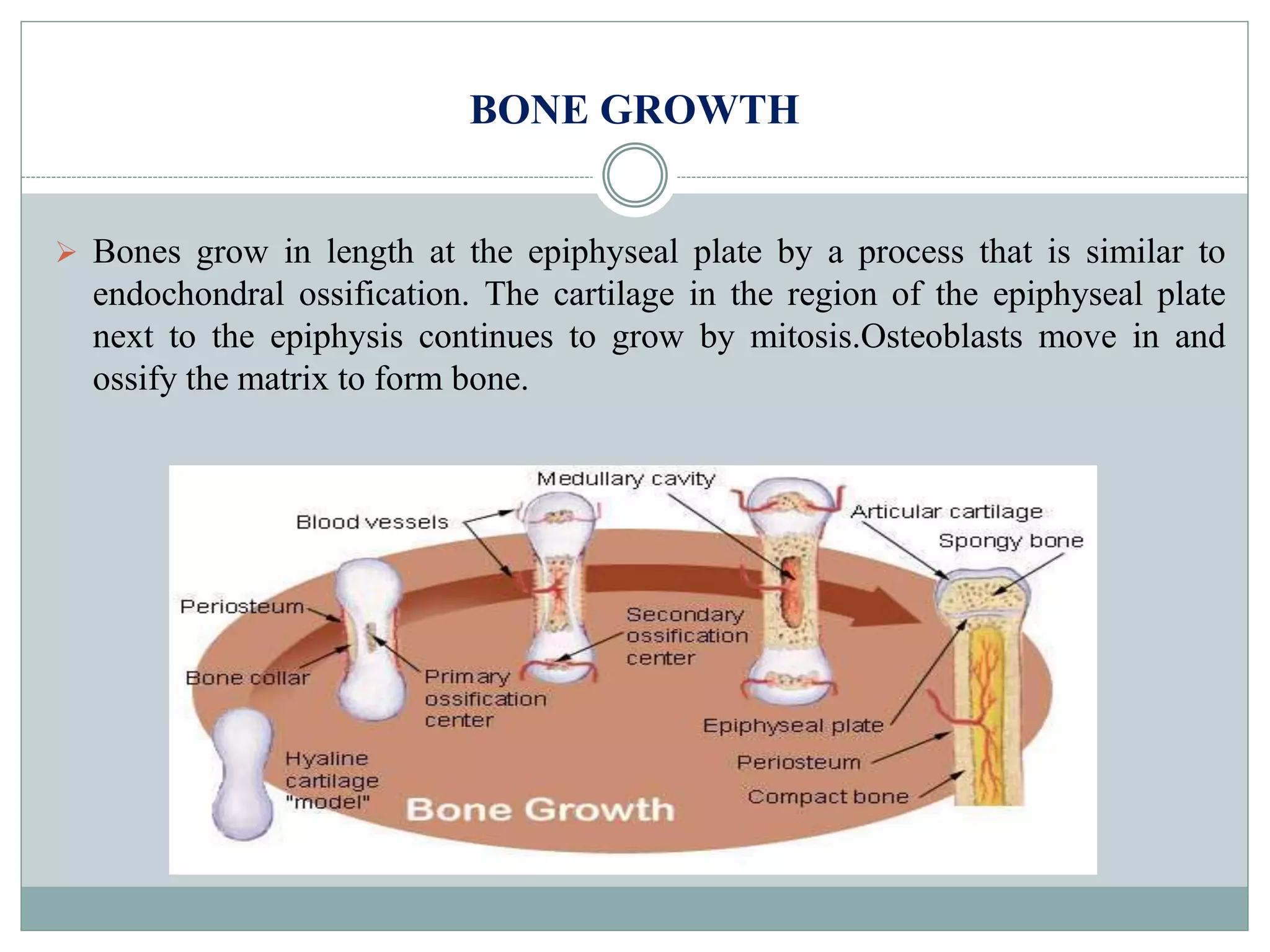 Anatomy and Physiology on the musculoskeletal system | PPTX