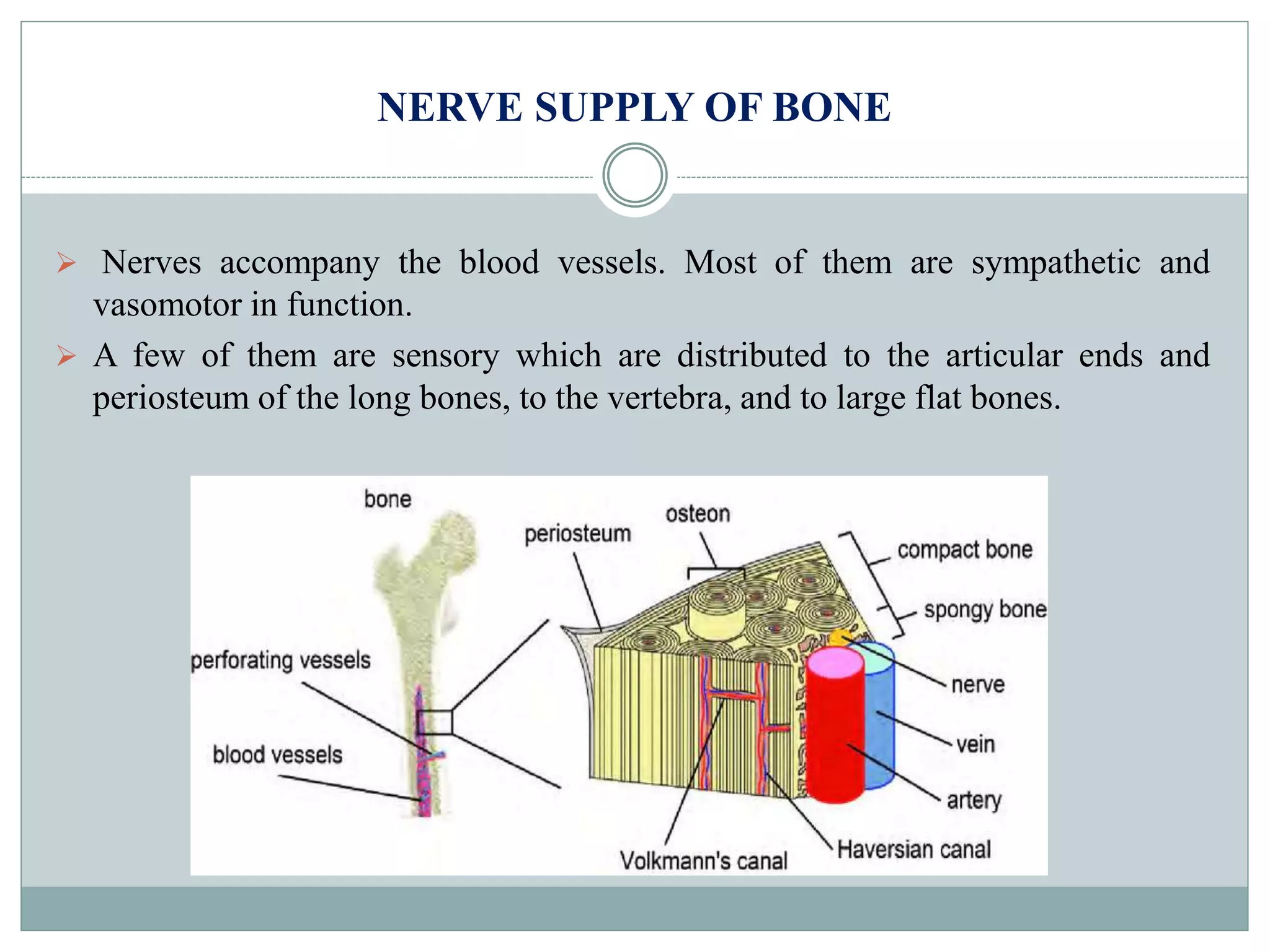 Anatomy and Physiology on the musculoskeletal system | PPTX