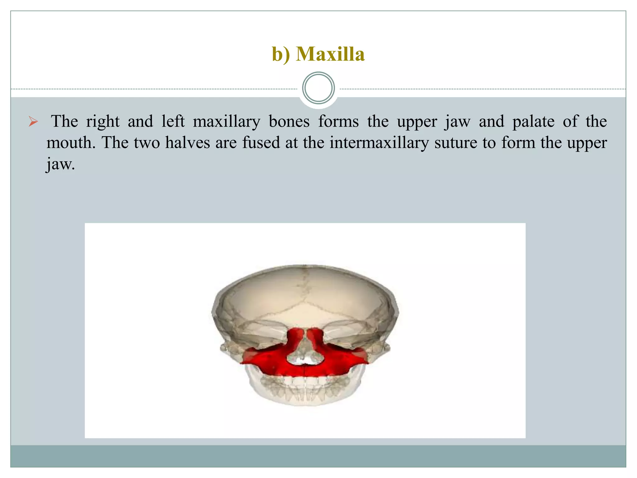 Anatomy and Physiology on the musculoskeletal system | PPTX