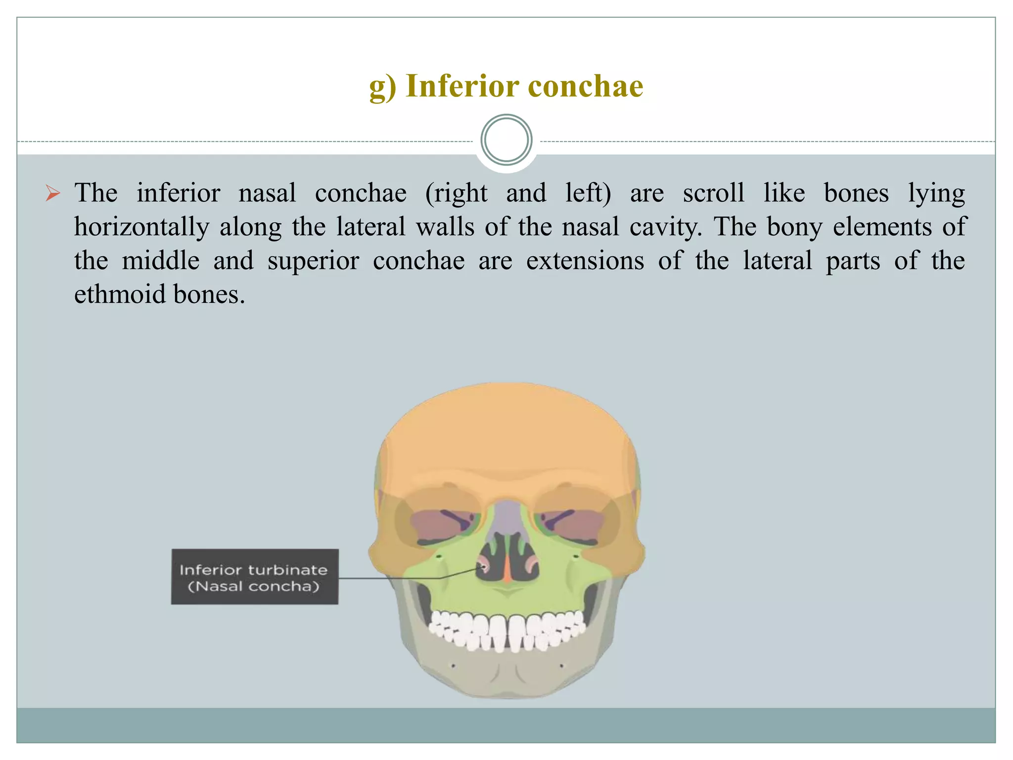 Anatomy and Physiology on the musculoskeletal system | PPTX