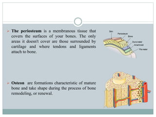 Anatomy and Physiology on the musculoskeletal system | PPTX