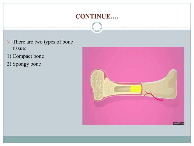 Anatomy and Physiology on the musculoskeletal system | PPTX