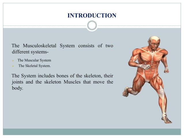 Anatomy and Physiology on the musculoskeletal system | PPTX