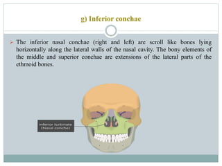 Anatomy and Physiology on the musculoskeletal system | PPTX