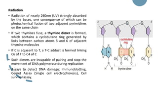 The Mutability and Repair of DNA | PPTX