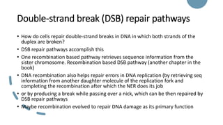The Mutability and Repair of DNA | PPTX