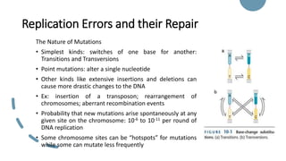 The Mutability and Repair of DNA | PPTX