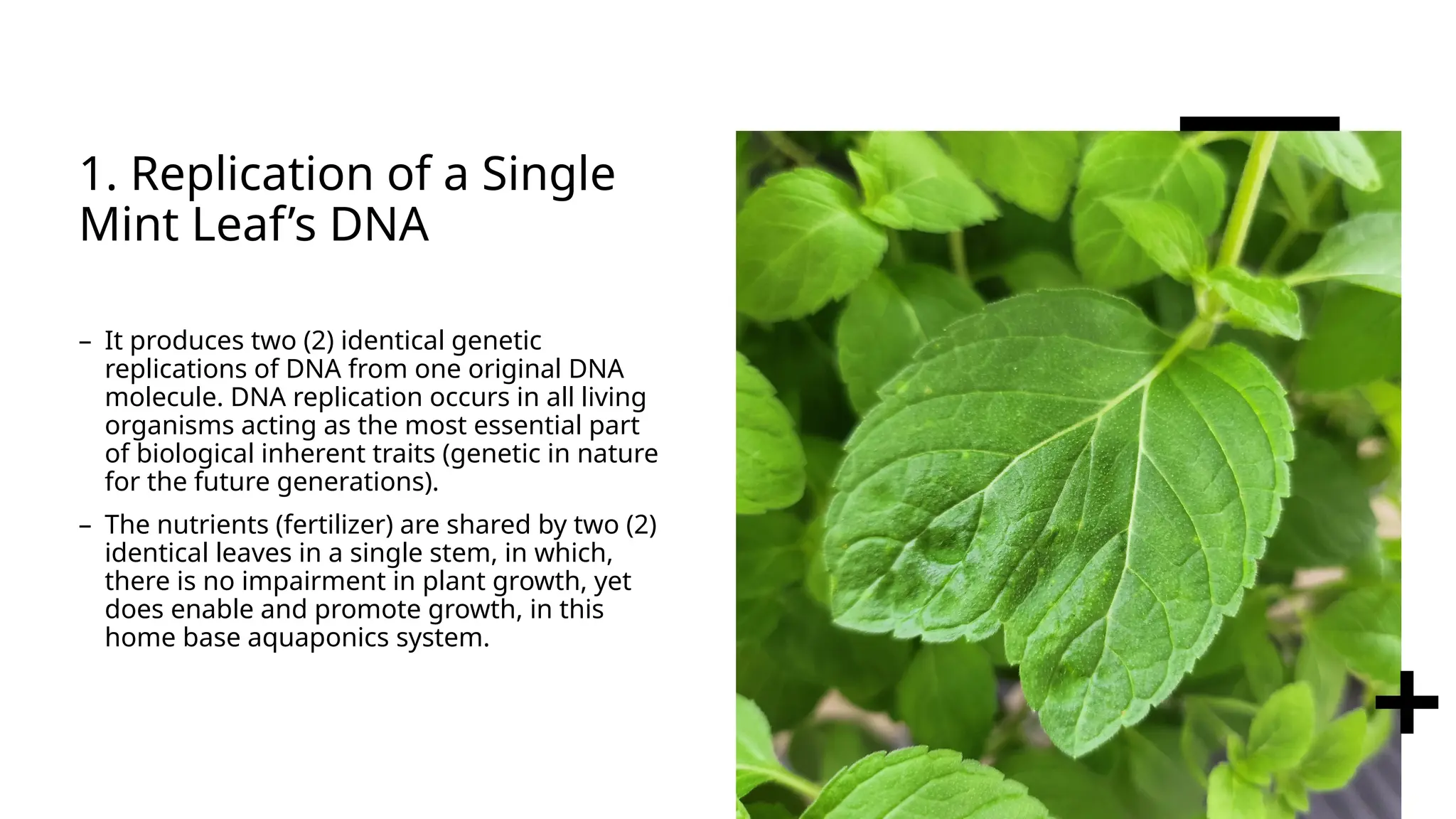 The Mutant Mint Leaf - A DNA Replication (Aquaponics System) | PPTX
