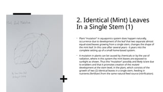 The Mutant Mint Leaf - A DNA Replication (Aquaponics System) | PPTX ...