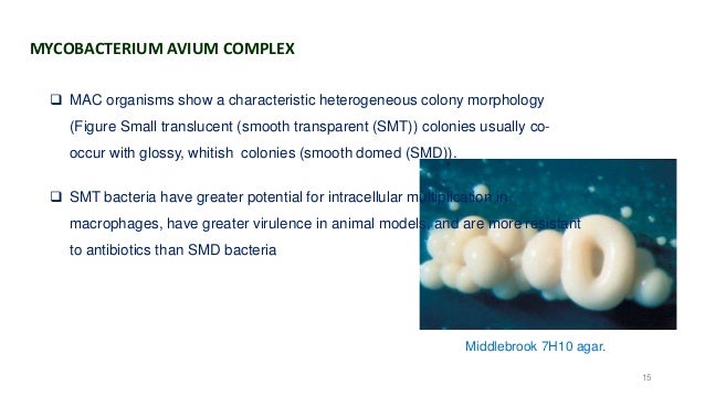 The mycobacterium avium complex and slowly growing mycobacterium