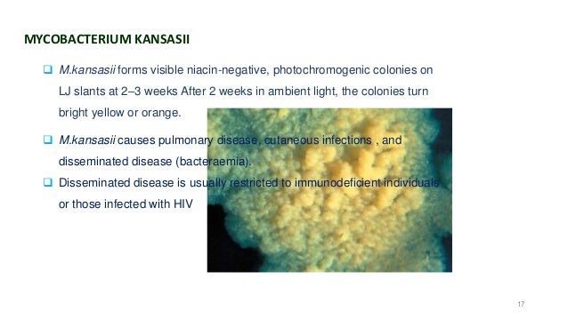 The mycobacterium avium complex and slowly growing mycobacterium