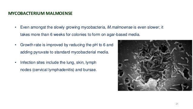 The mycobacterium avium complex and slowly growing mycobacterium